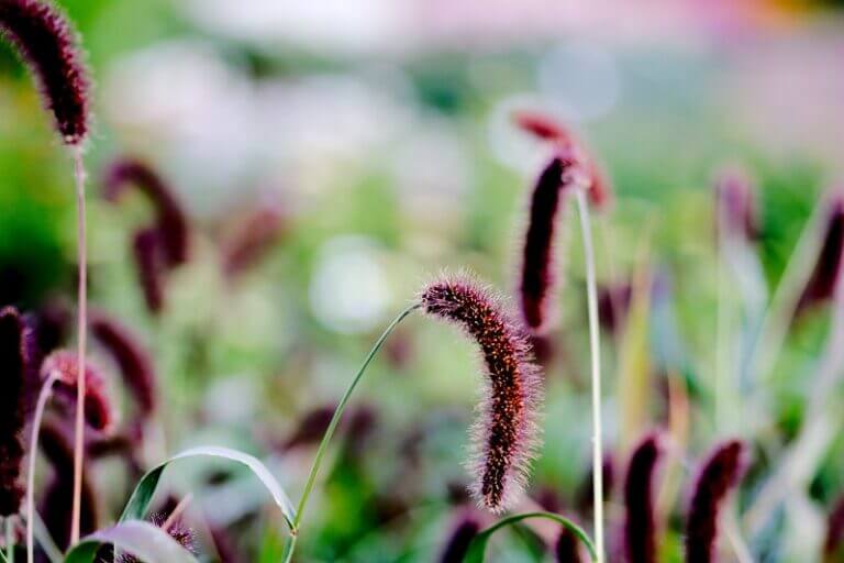 Die schönsten Blumen bei Volmary 2021 - Wildes Gartenherz