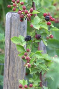 Gartenarbeit im Juli – eine To-do-Liste - Wildes Gartenherz