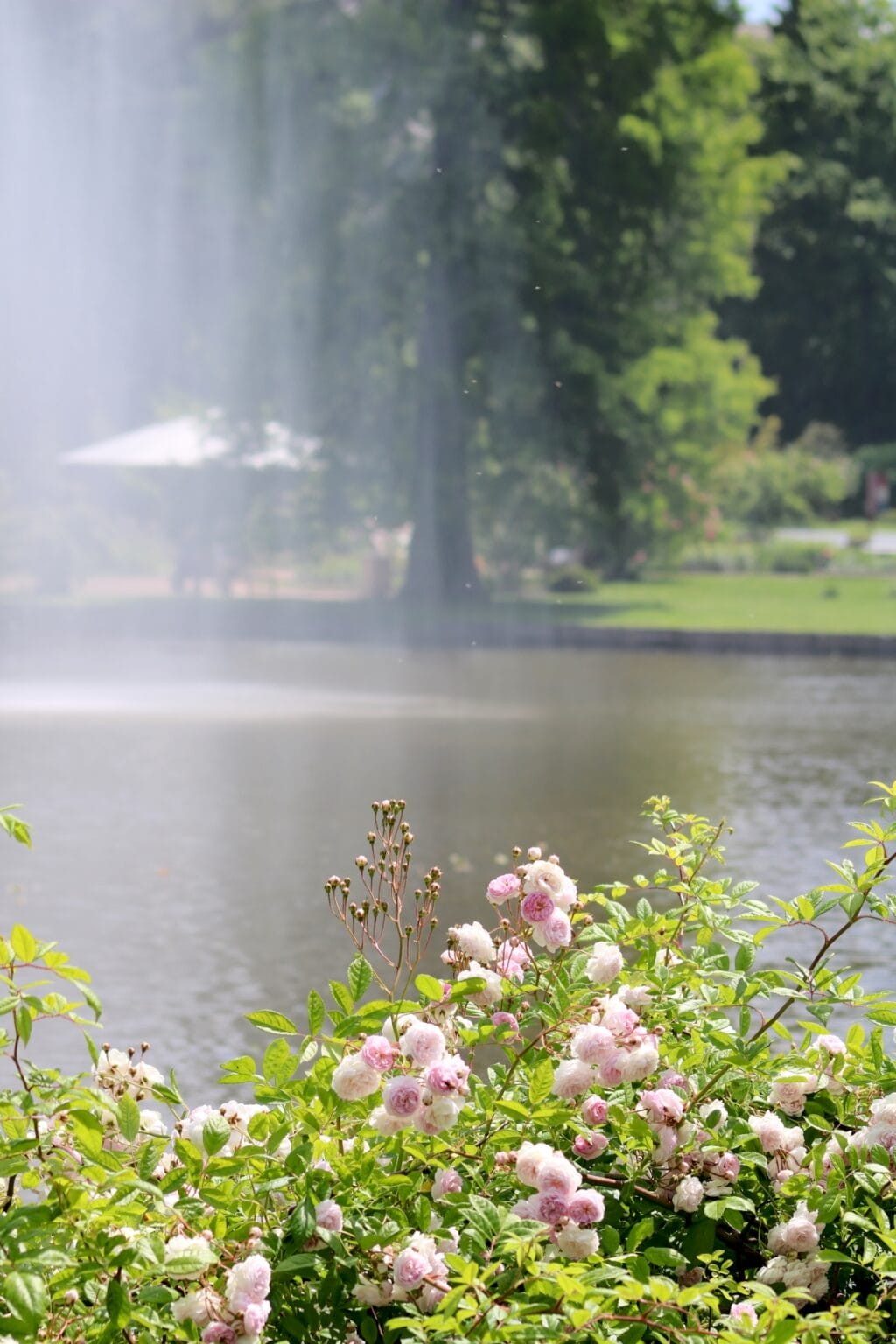 Rosengarten Zweibrücken - Wildes Gartenherz zeigt die schönsten Rosen!
